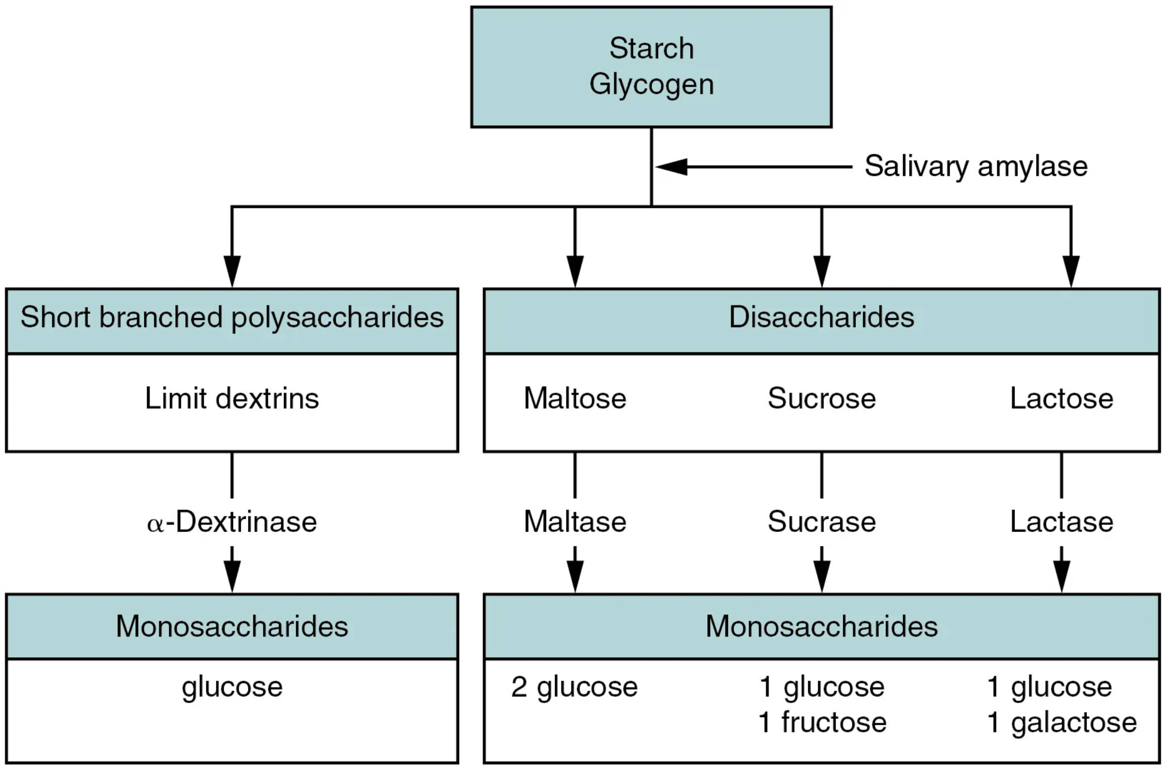 The Biochemical Breakdown: A Guide to Carbohydrate Digestion - Anatomy Note