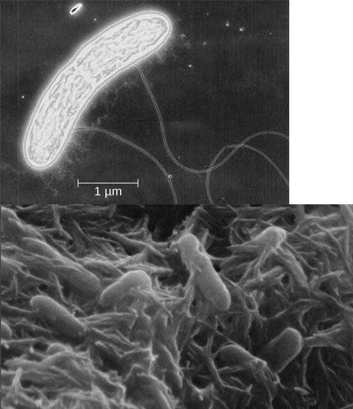 The Biological Engineering of Shewanella: Deep-Sea Survival and ...