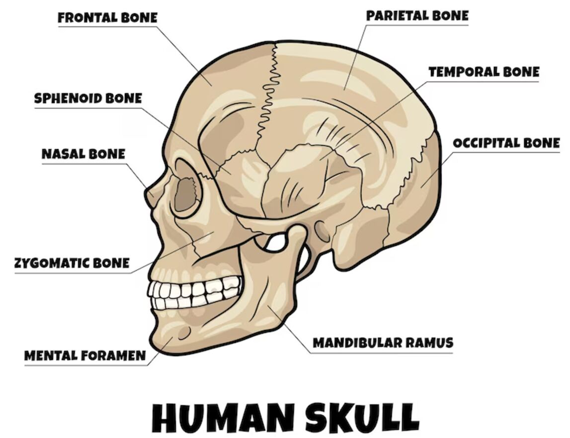 The human skull skeletal anatomy lateral view with label - Anatomy Note