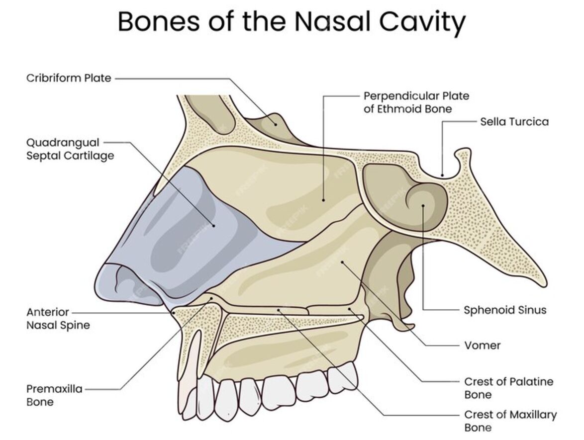 Bones of the nasal cavity anatomical structure - Anatomy Note